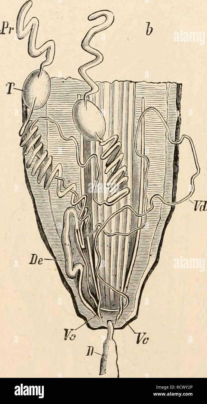 . Elementary text-book of zoology. Zoology. 514 ONYCHOPHORA MYRIAPODA ...