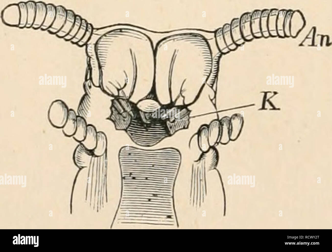 Onychophora mouth hi-res stock photography and images - Alamy