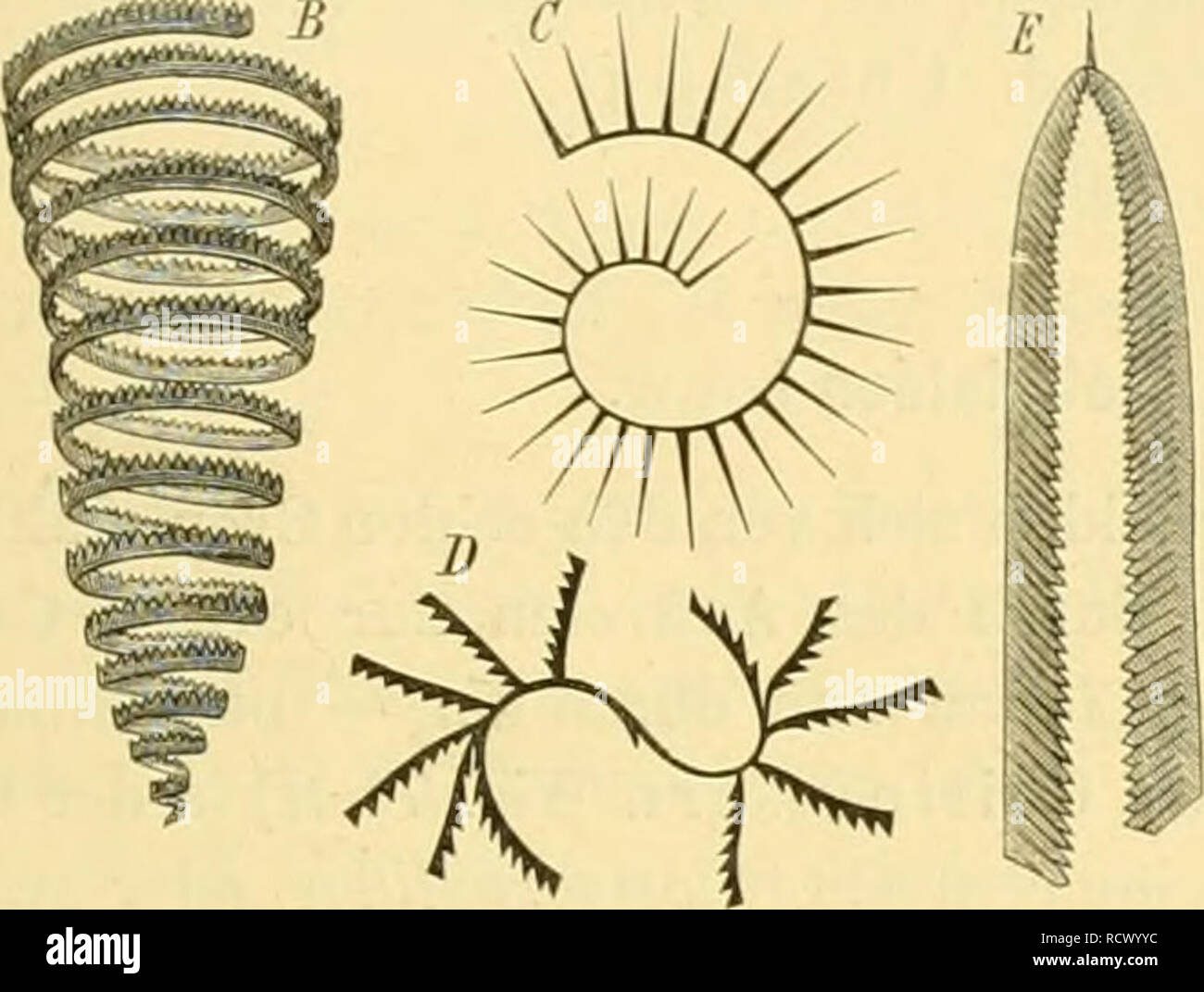 Graptoloidea hi-res stock photography and images - Alamy