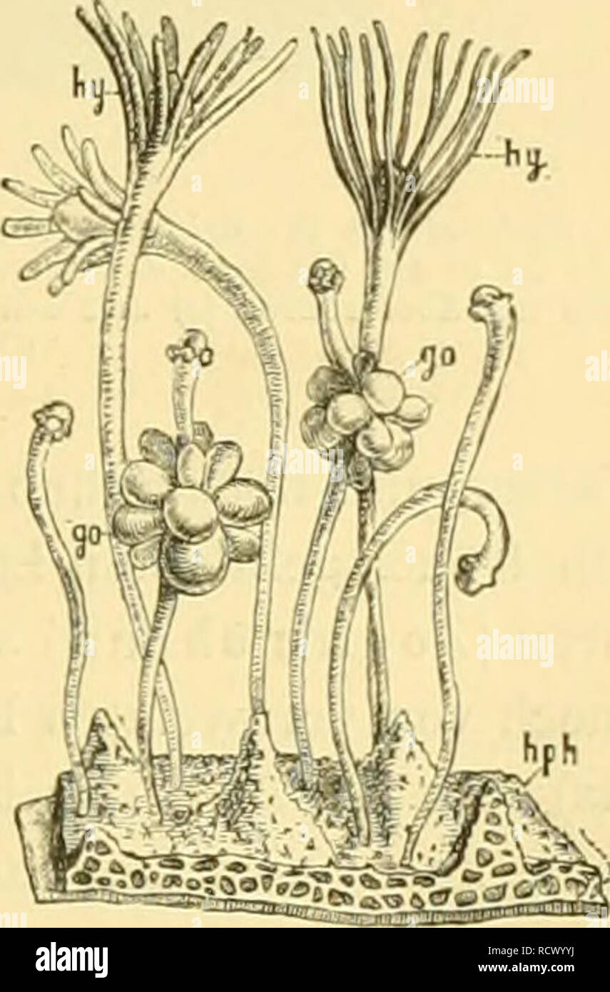 Hydrophyten hi-res stock photography and images - Alamy