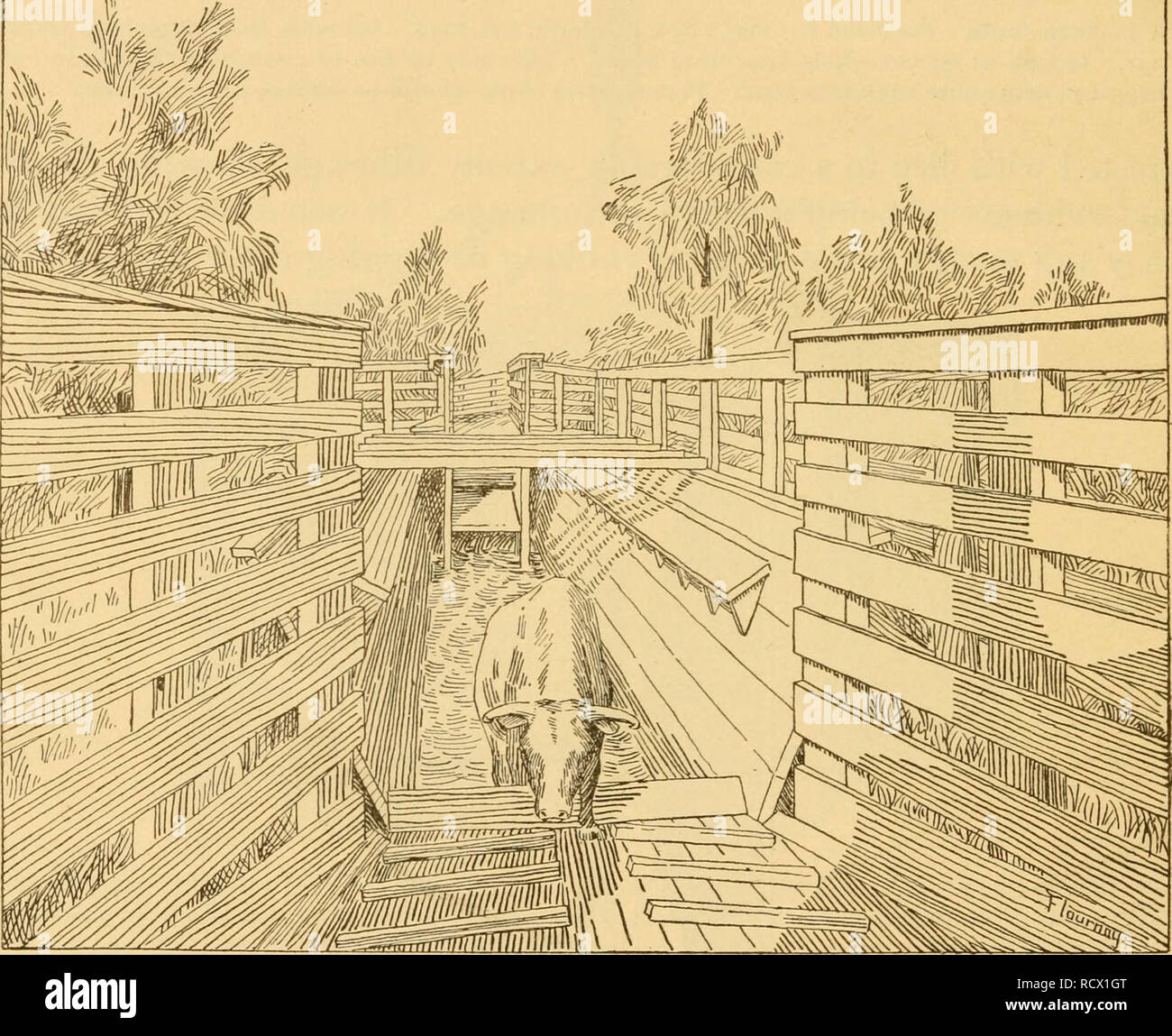 . Description and treatment of scabies in cattle. Scabies in cattle. 18 ...
