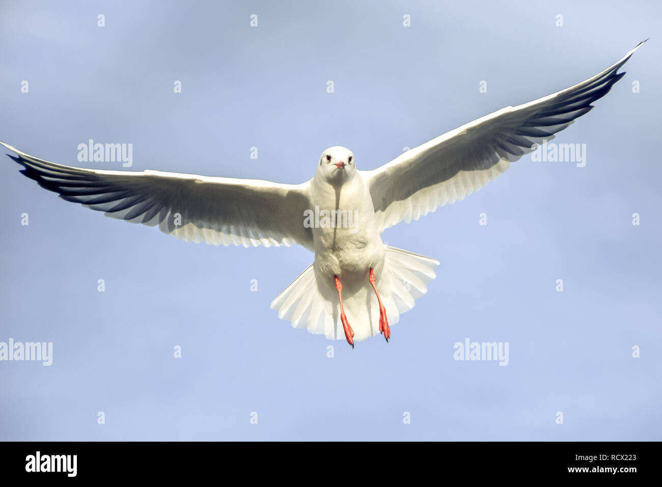 Laridae - seagull family birds Stock Photo - Alamy