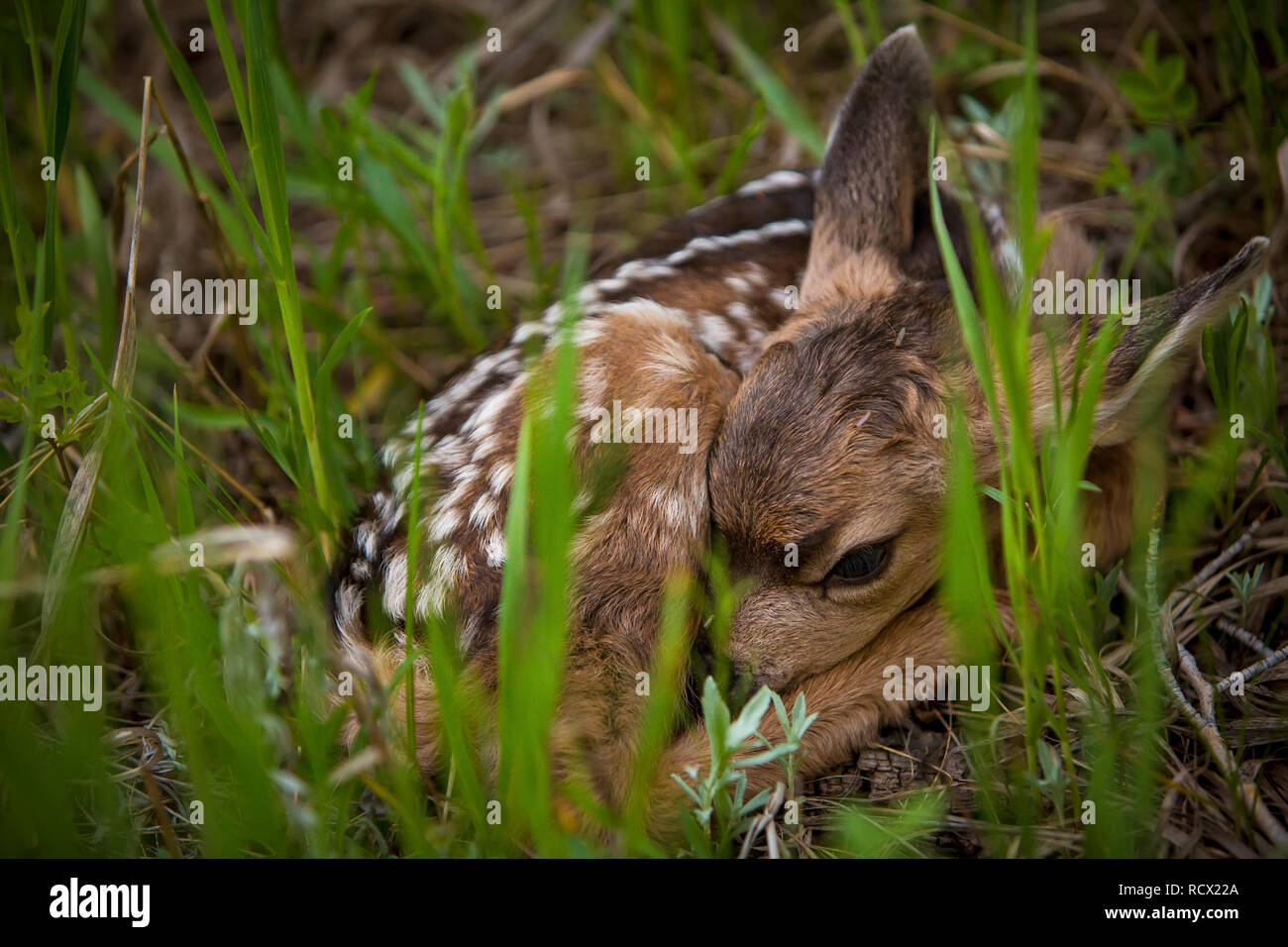 Wildlife near Centennial, Wyoming in the early summer. A baby deer ...