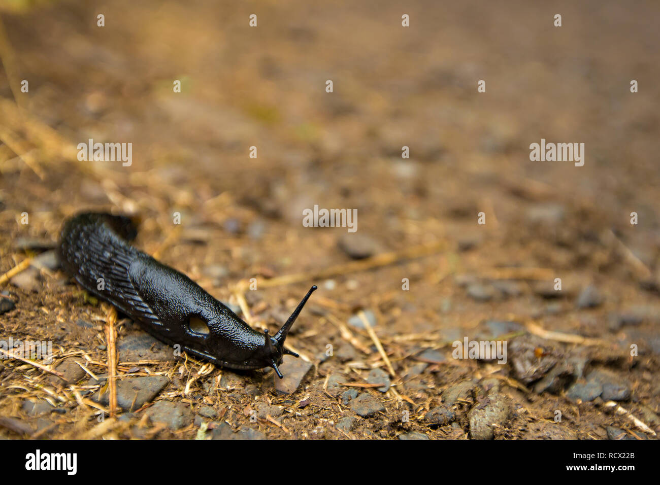 A black banana slug crosses the trail in the Hoh Rain Forest. Photo by ...