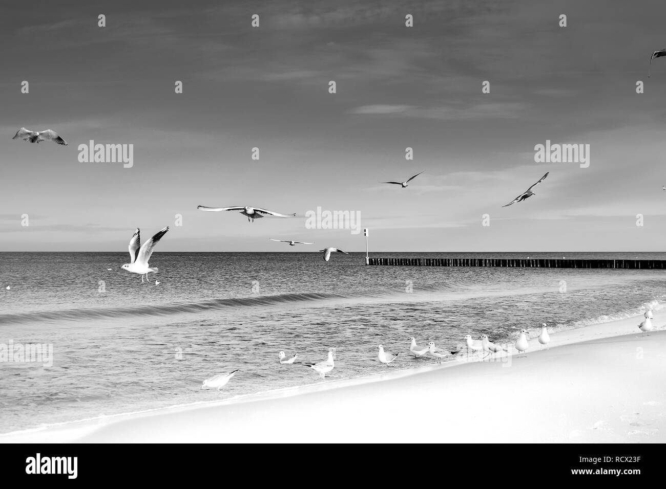 Laridae - seagull family birds Stock Photo - Alamy