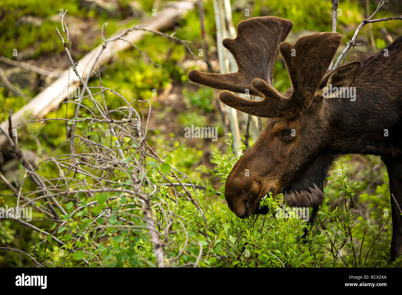 Moose along the East Inlet of Grand Lake in Rocky Mountain National ...