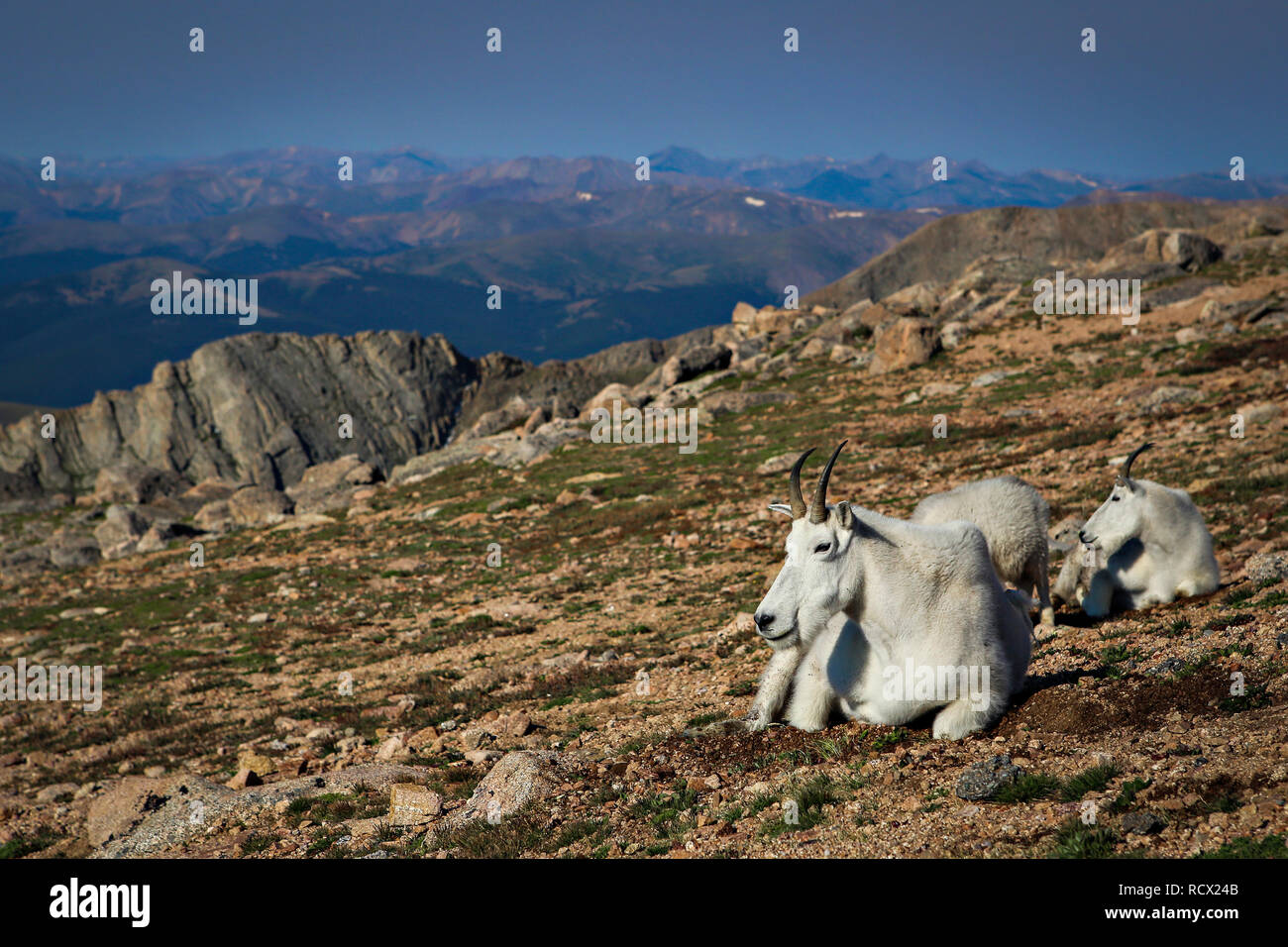 Mountain goats along the drive to the summit of Mt. Evans. Images ...