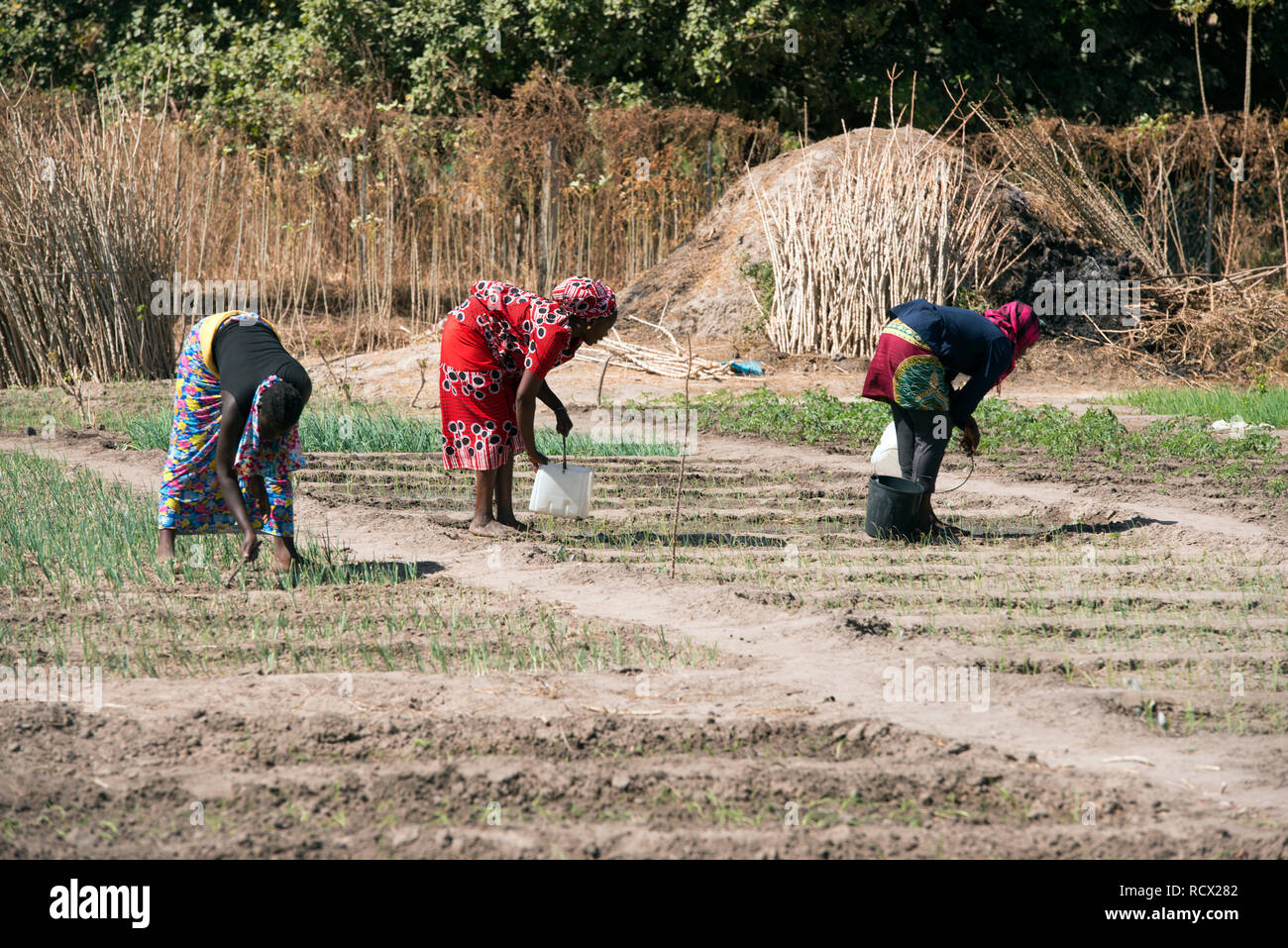 Subsistence Agriculture Stock Photos & Subsistence Agriculture Stock ...
