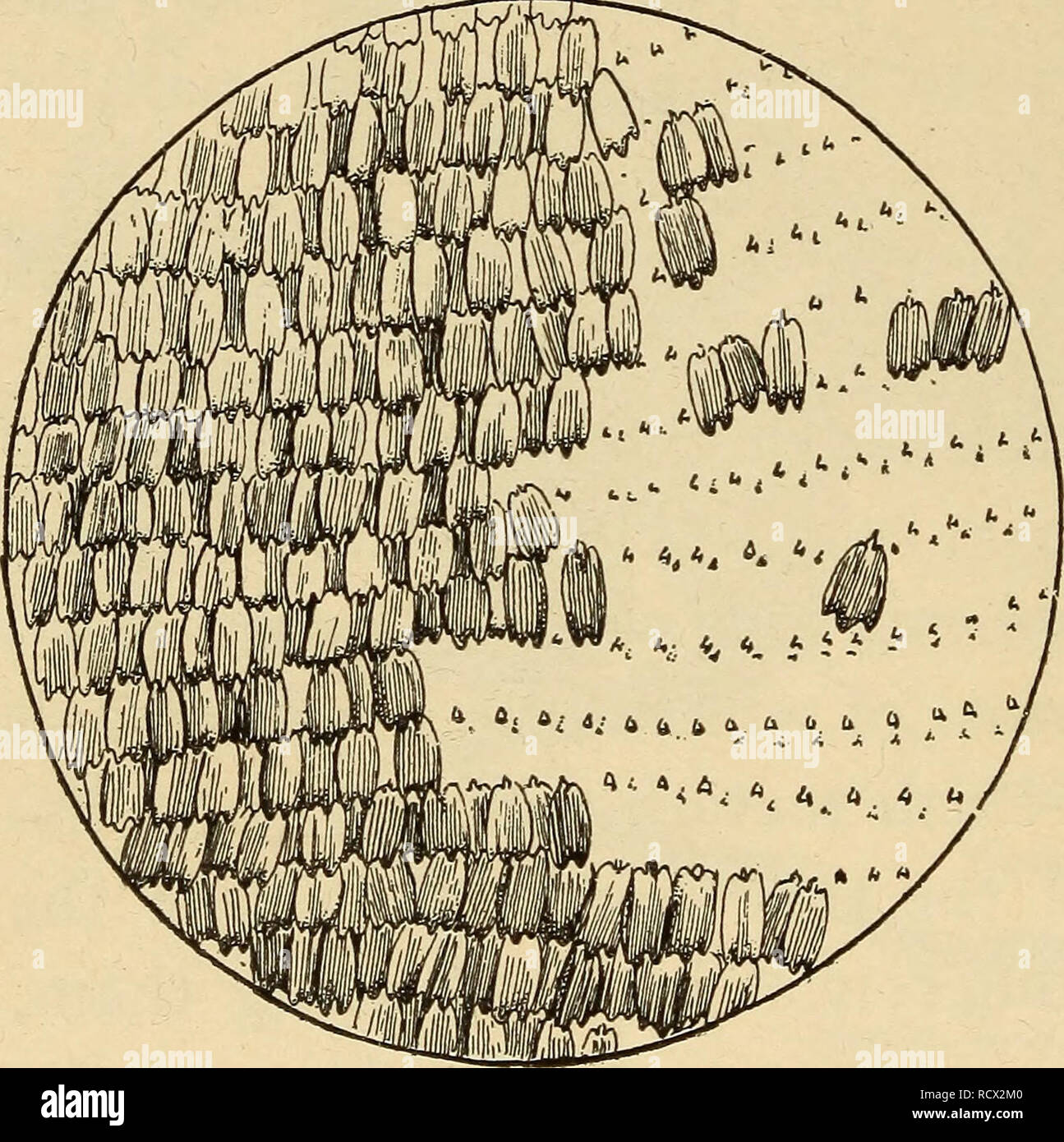. Elementary zoology. Zoology. 174 ELEMENTARY ZOOLOGY attached to the ...