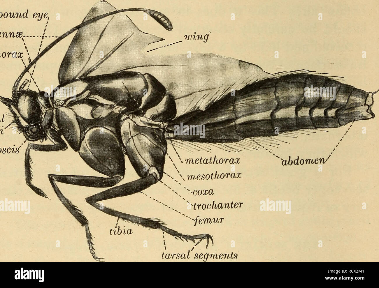 Flap like labrum hi-res stock photography and images - Alamy