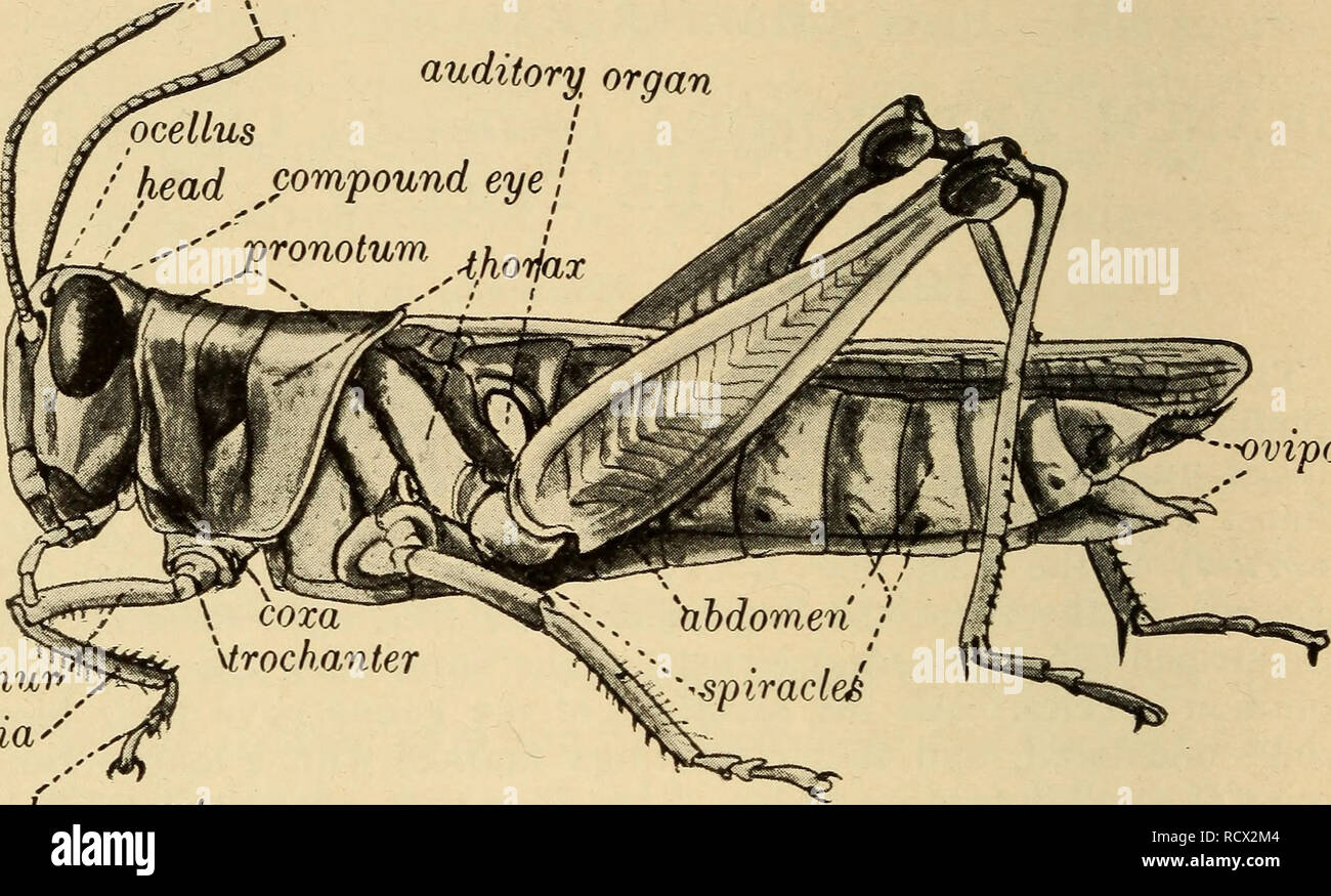 . Elementary zoology. Zoology. 158 ELEMENTARY ZOOLOGY attached, as are ...