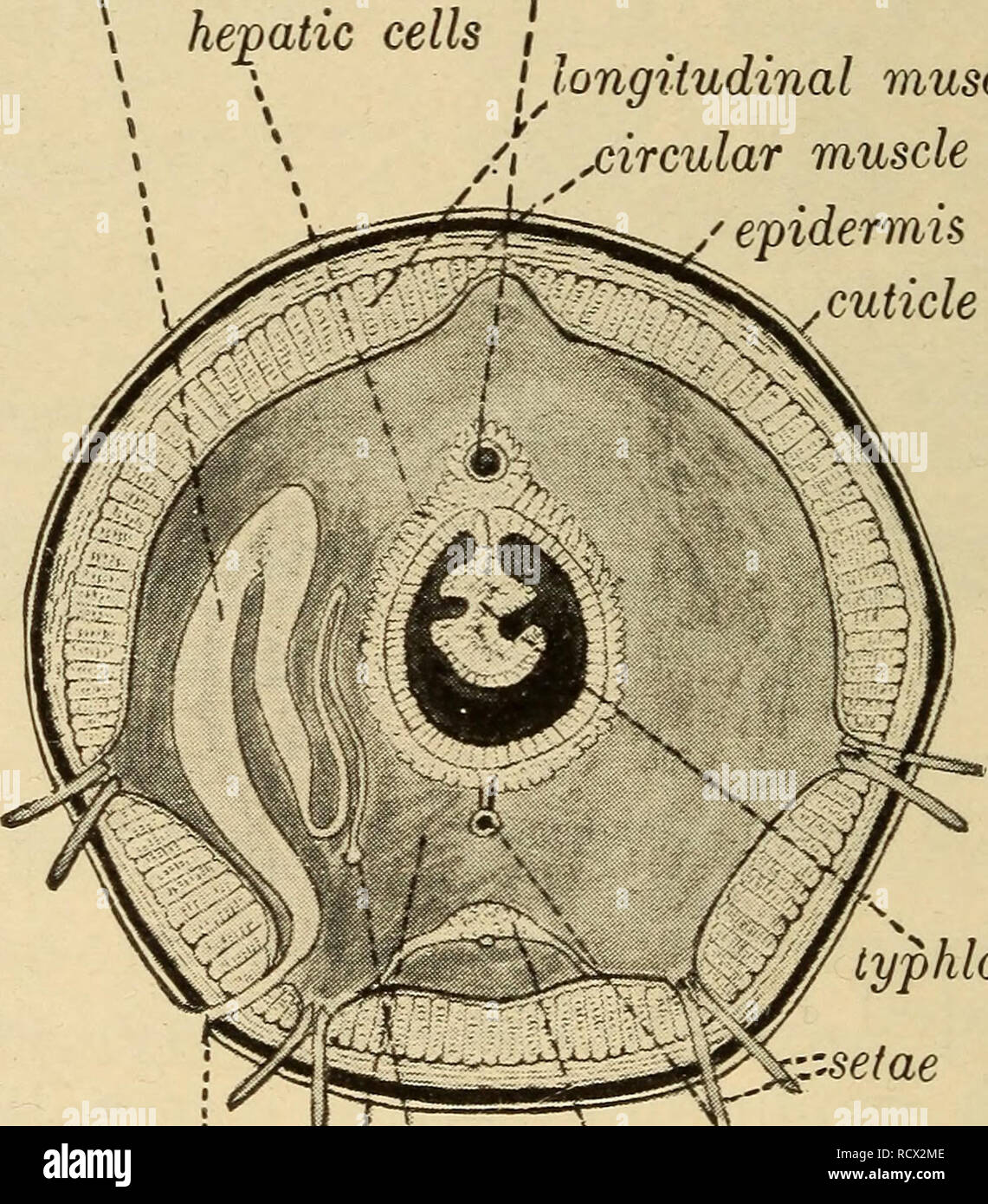 . Elementary zoology. Zoology. I32 ELEMENTARY ZOOLOGY taken into the ...
