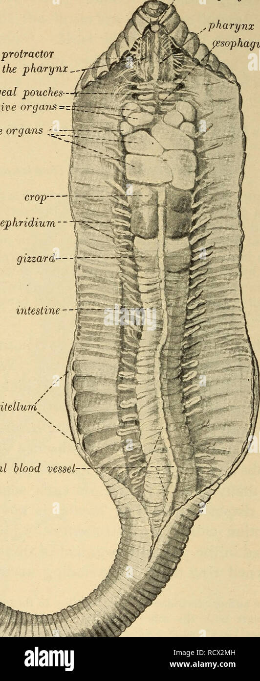 Earthworm Dorsal Blood Vessel