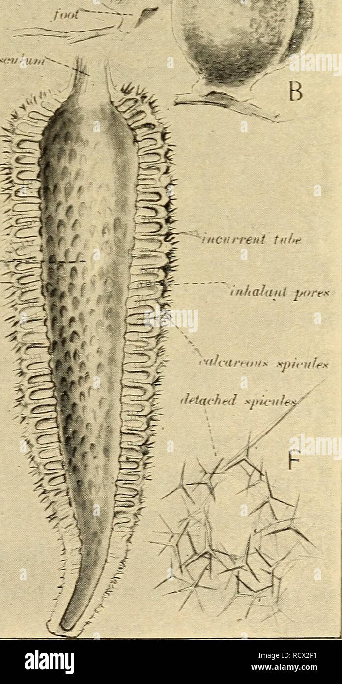 Grantia hi-res stock photography and images - Alamy
