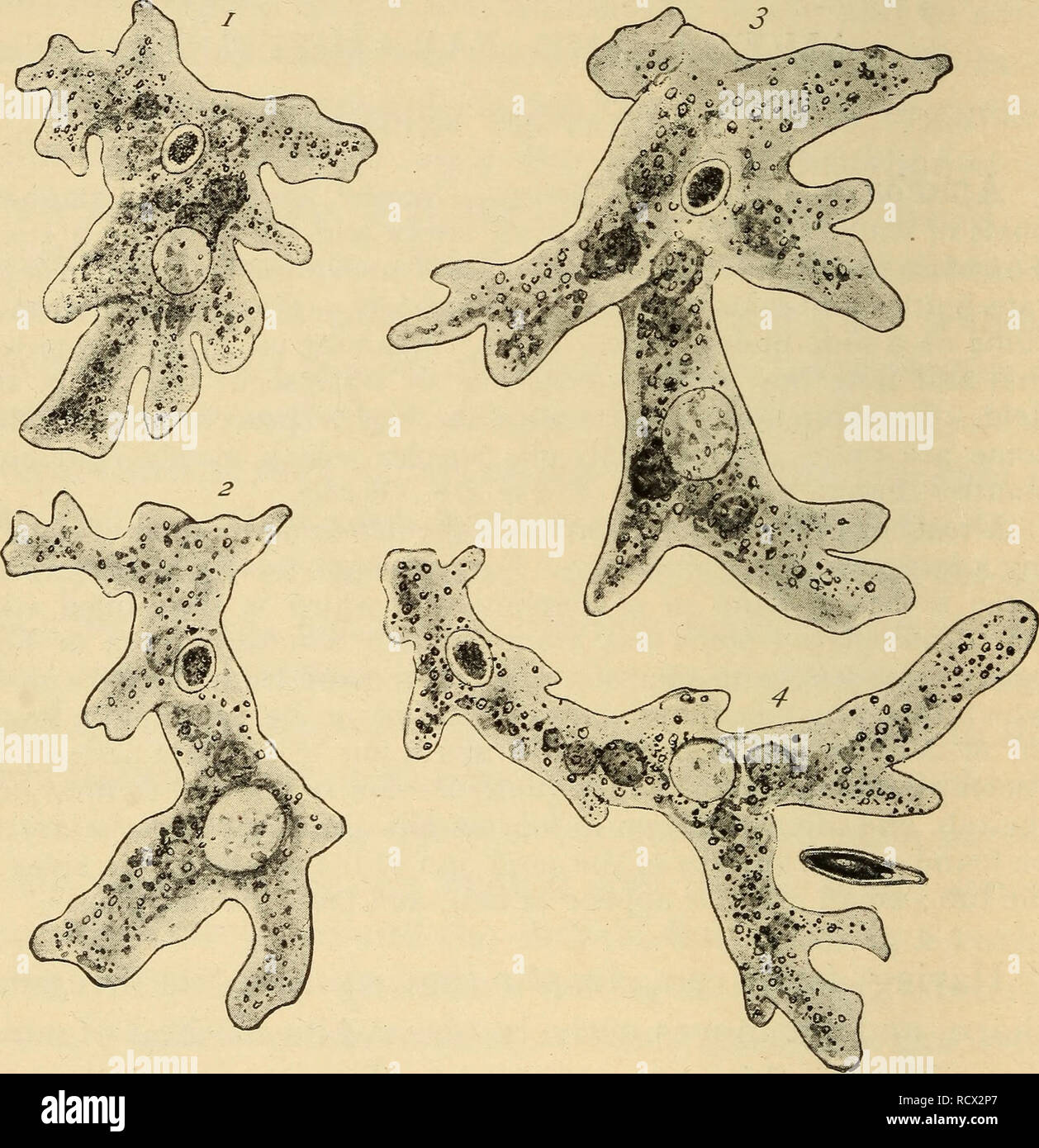 Amoeba sp hi-res stock photography and images - Alamy