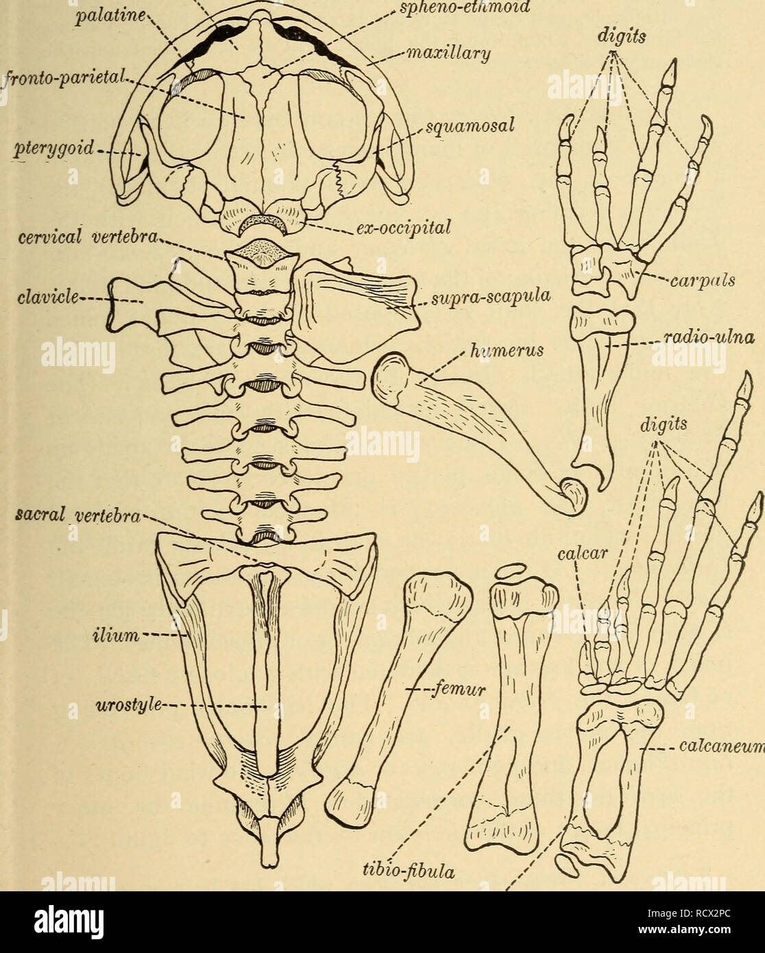 . Elementary zoology. Zoology. THE GARDEN TOAD II stems at the bottom ...