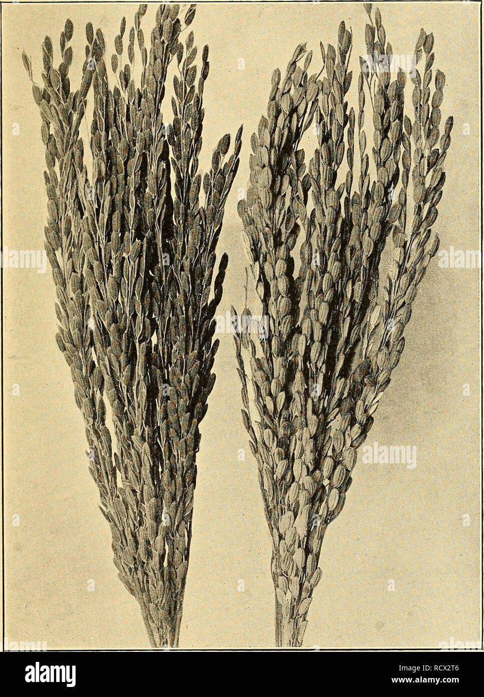 Weed honduras hi-res stock photography and images - Alamy