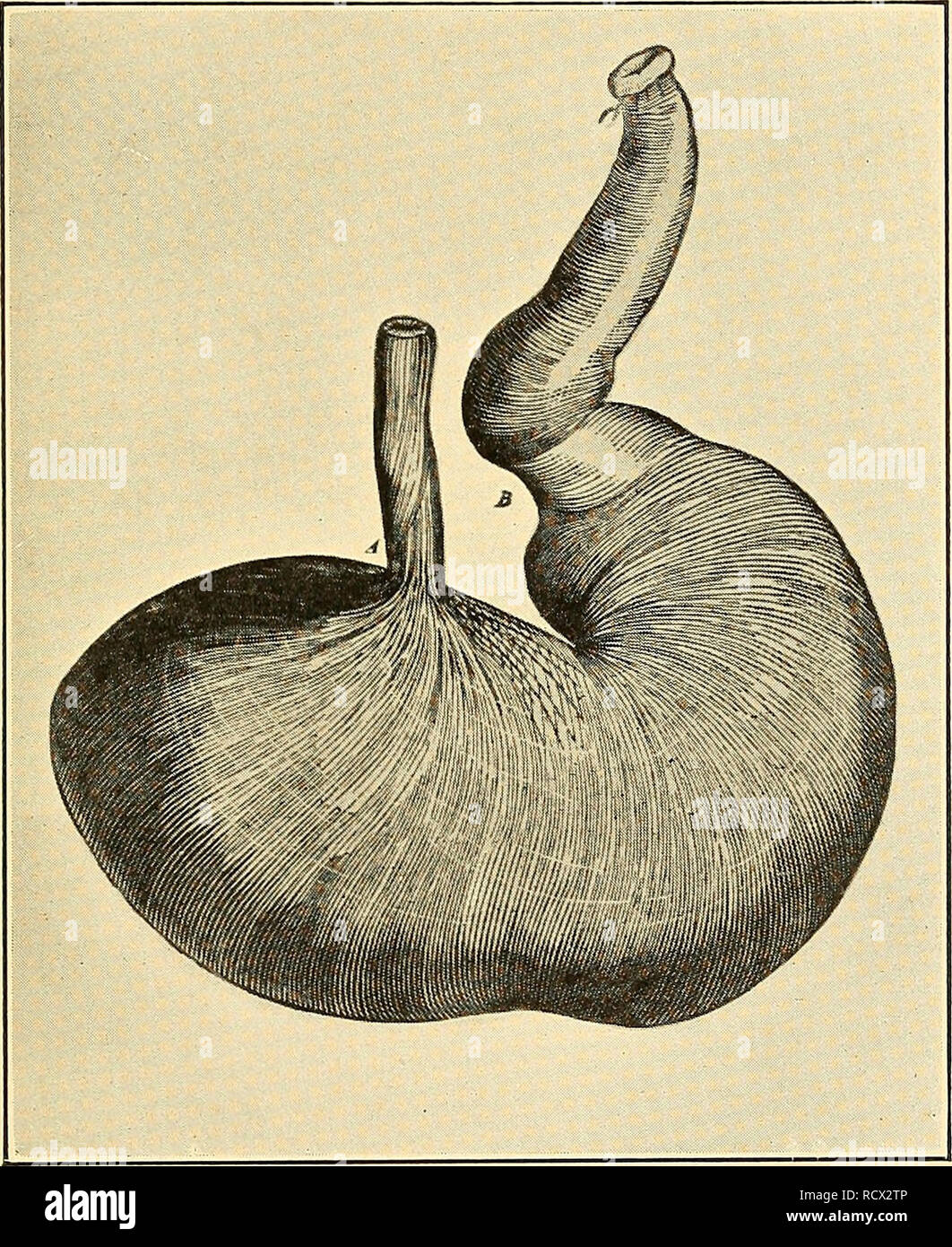 . Elementary treatise on stock feeds and feeding. Feeds. PHYSIOLOGY OF ...