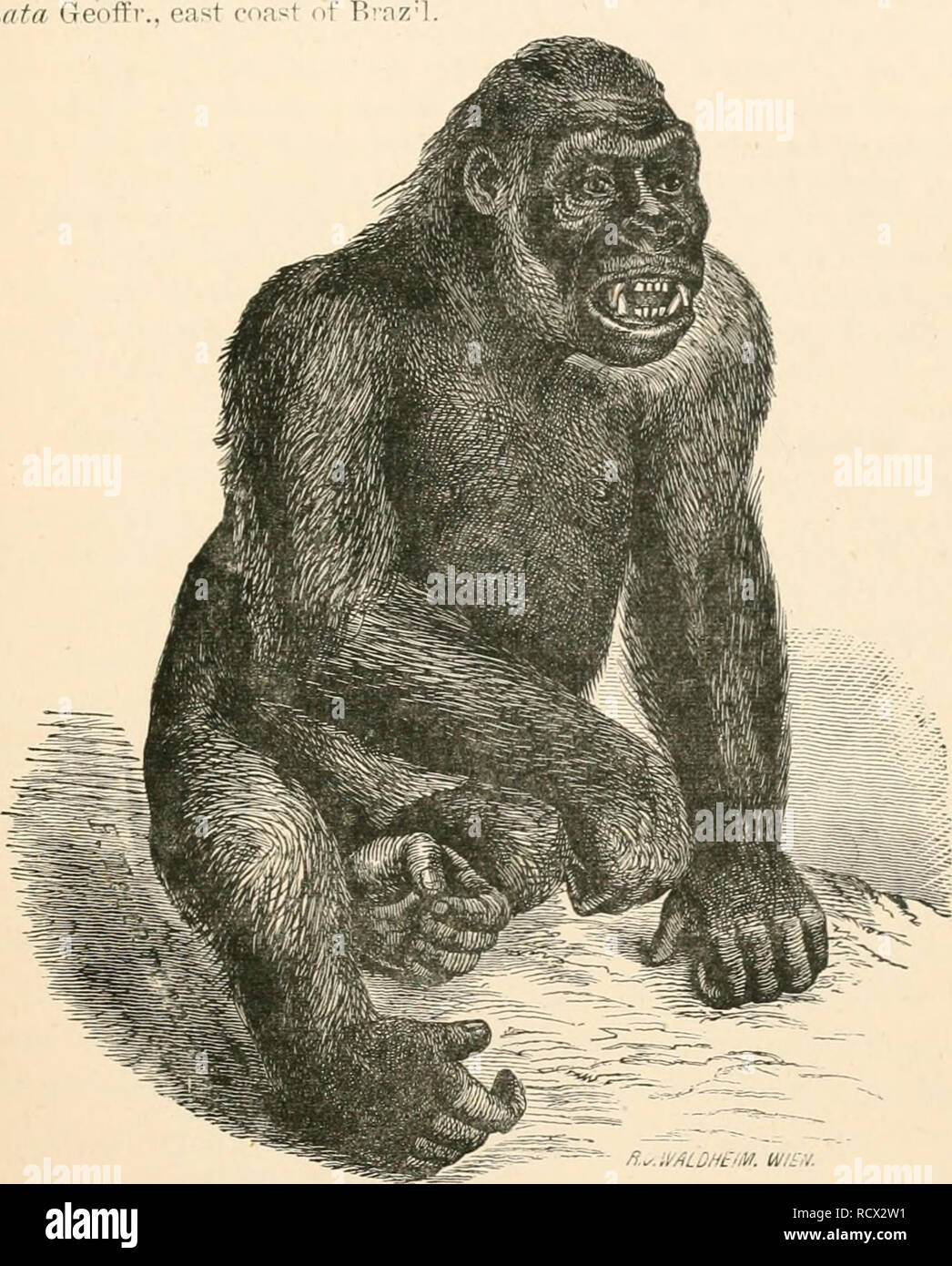 Ischial callosities hi-res stock photography and images - Alamy