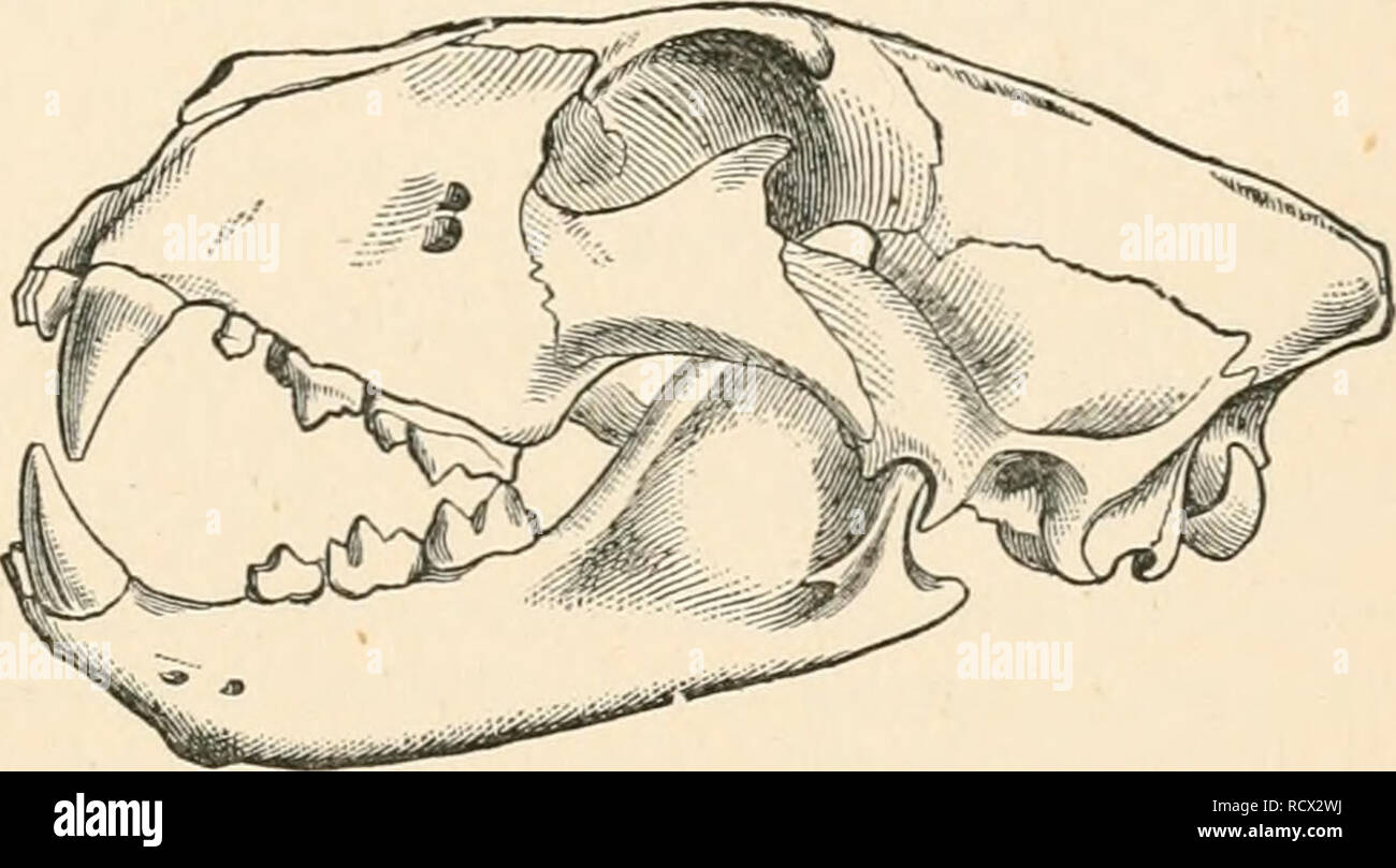 Carnassial Tooth High Resolution Stock Photography and Images - Alamy
