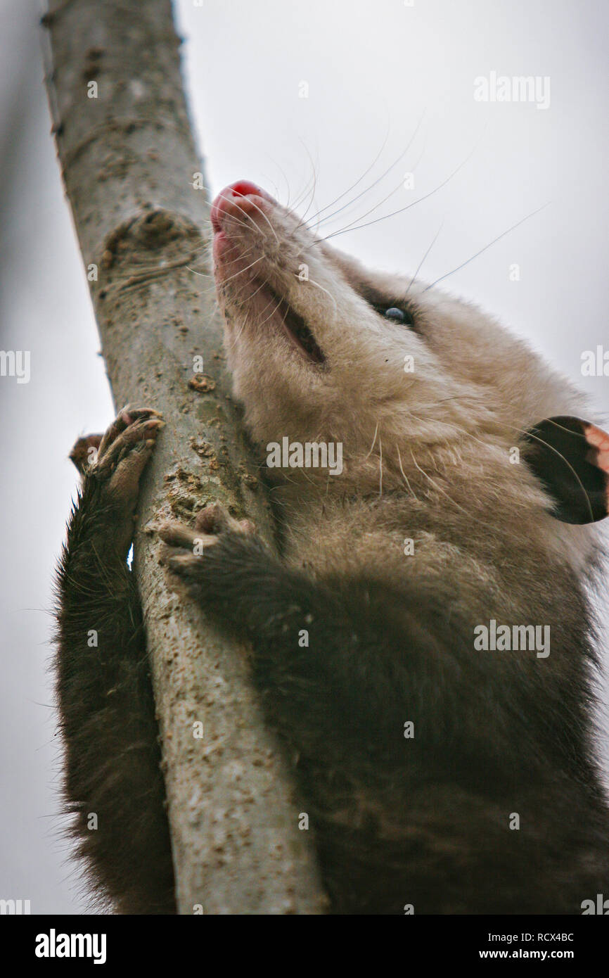 Opossum on maple tree in the woods near rocheport, missouri at ralph ...