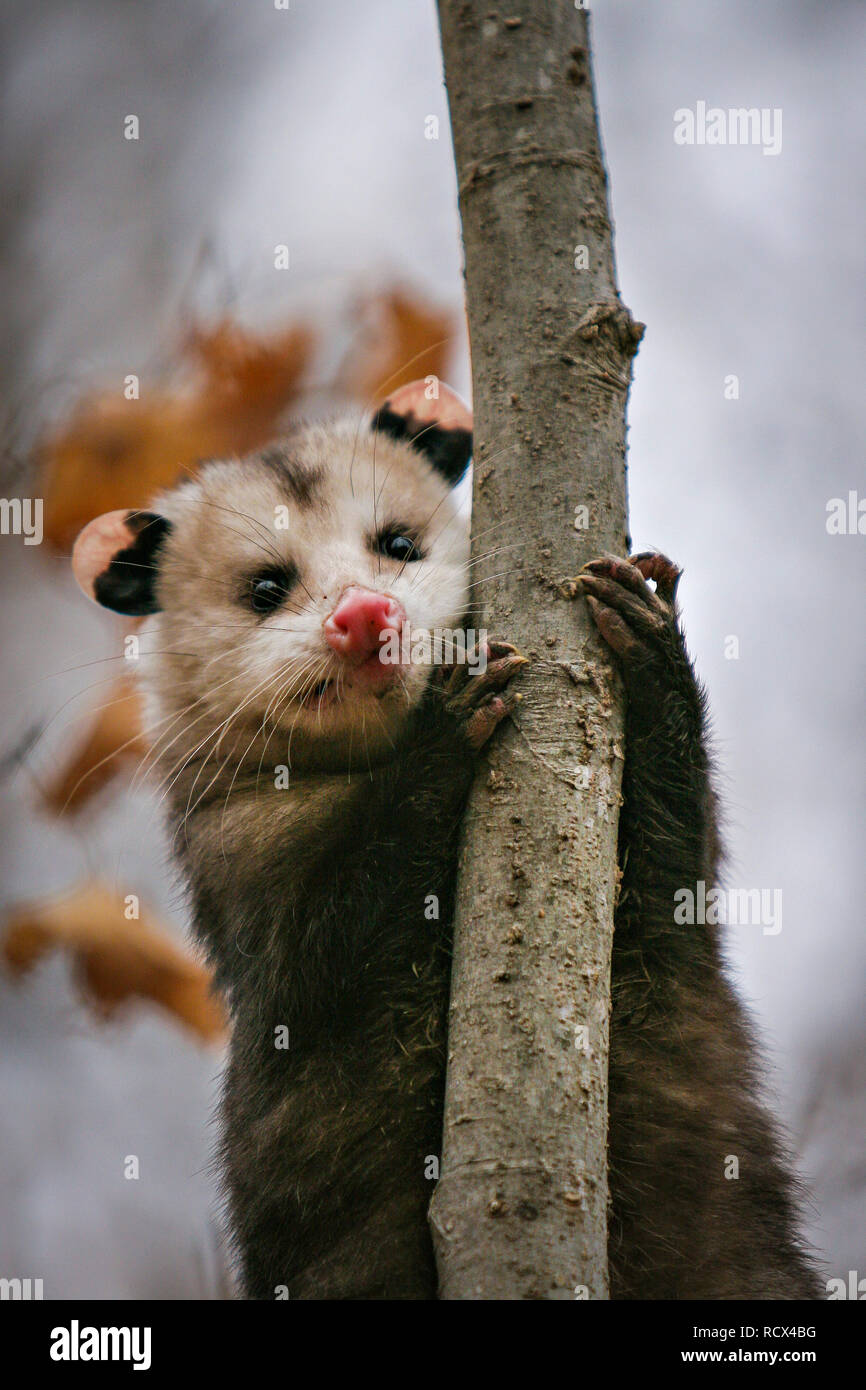 Opossum on maple tree in the woods near rocheport, missouri at ralph ...