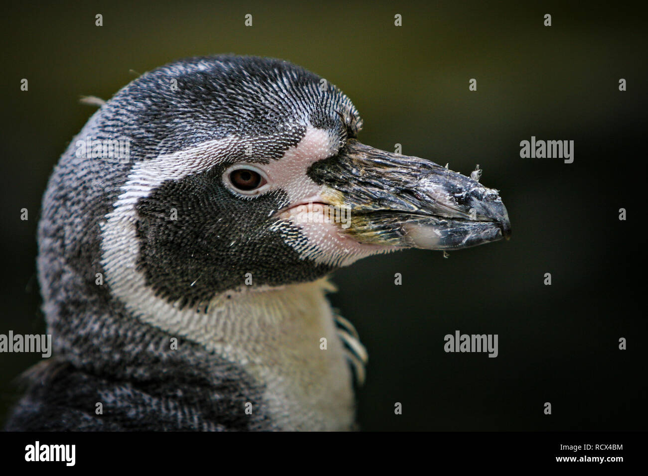 St Louis Zoo Stock Photos & St Louis Zoo Stock Images - Alamy