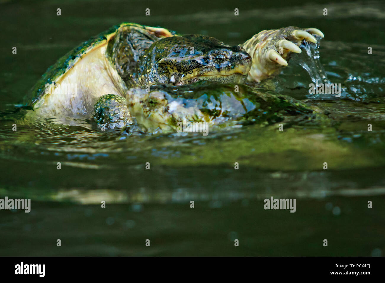 Snapping Turtle Photo High Resolution Stock Photography and Images - Alamy