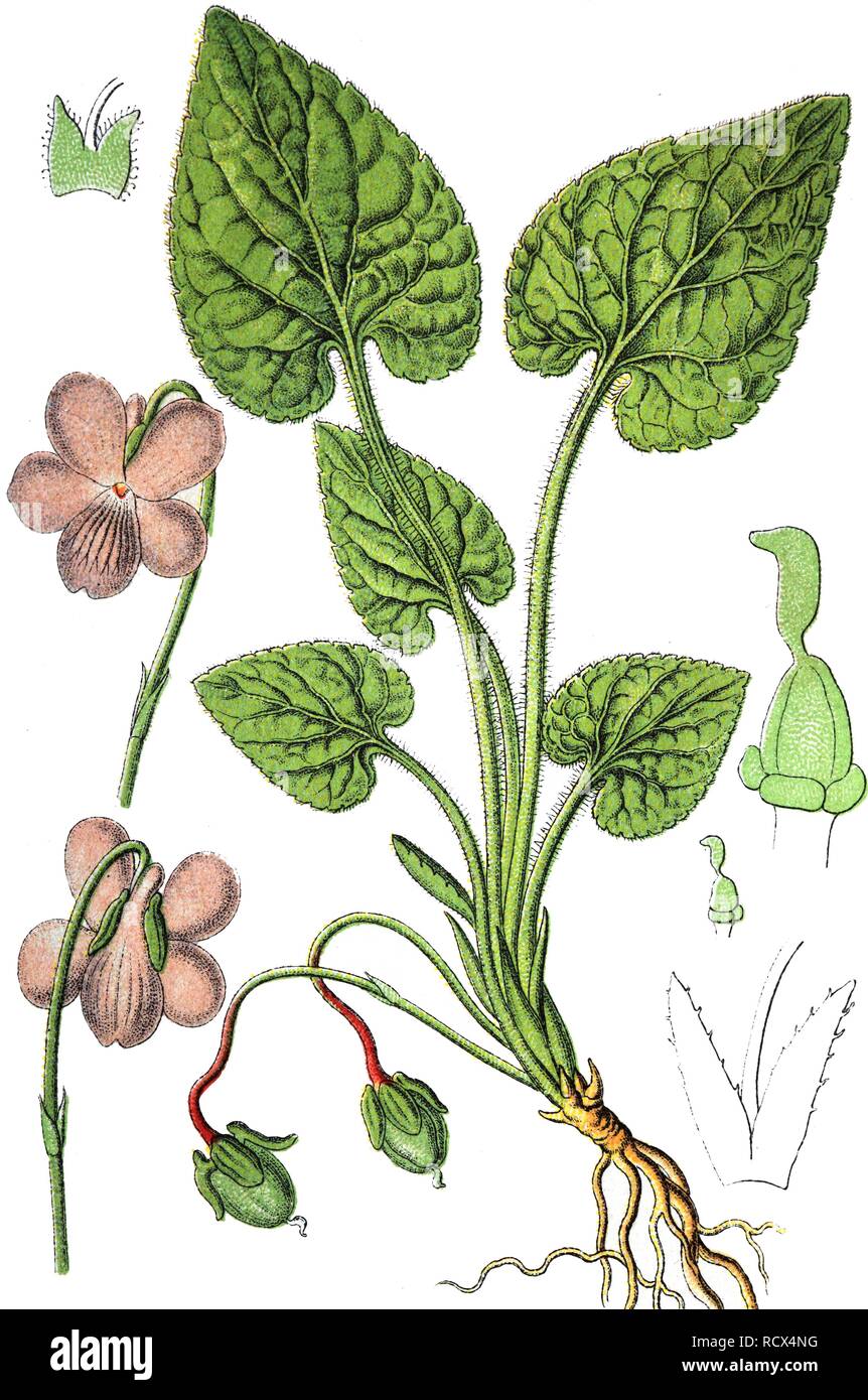 Viola drawing hi-res stock photography and images - Alamy