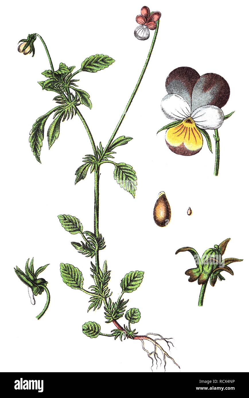 Viola tricolor var maritima (Viola tricolor var maritima), medicinal ...