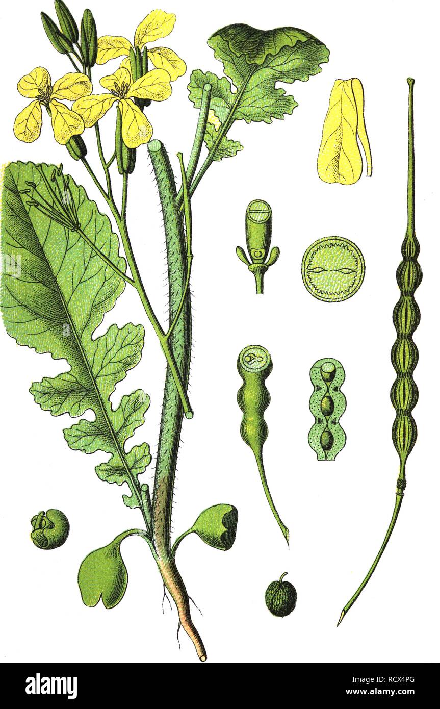 Wild radish, jointed charlock (Raphanus raphanistrum), medicinal and useful plants ...