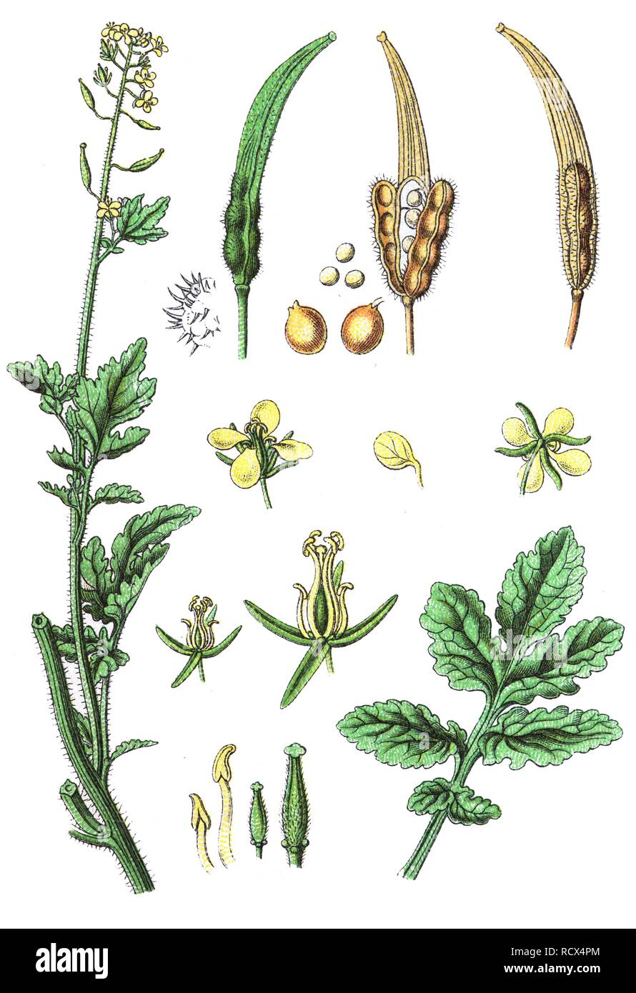 White mustard (Sinapis alba), medicinal and useful plants ...