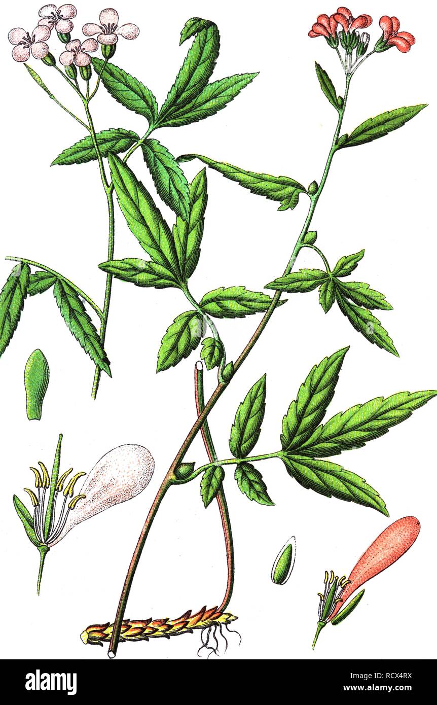 Crucifer family of plants hi-res stock photography and images - Alamy