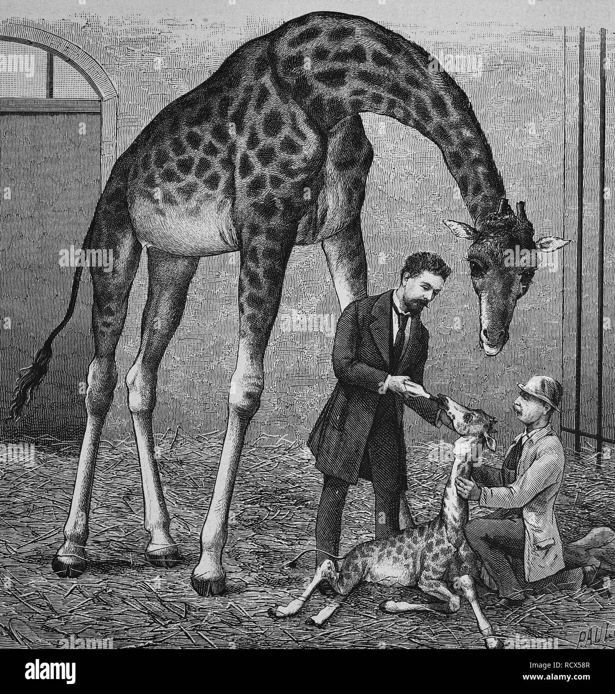 White Giraffe Movie