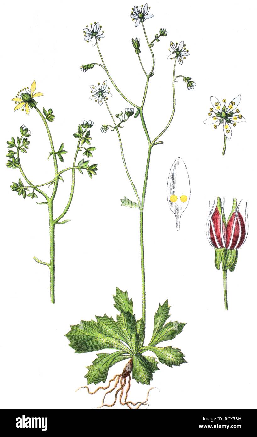 Starry saxifrage or Hairy kidney-wort (Saxifraga stellaris), medicinal ...