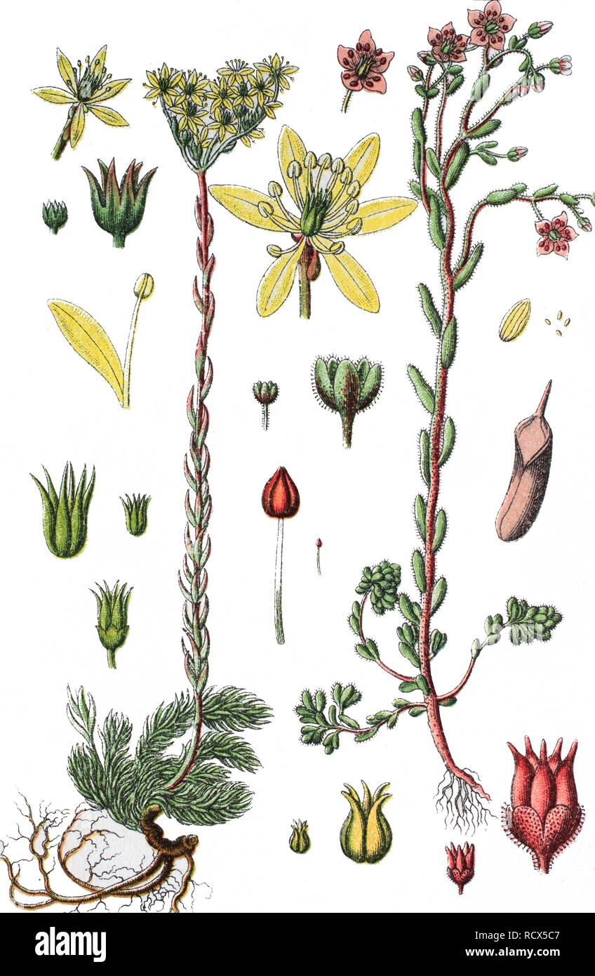 Reflexed stonecrop (Sedum rupestre), medicinal and useful plant ...