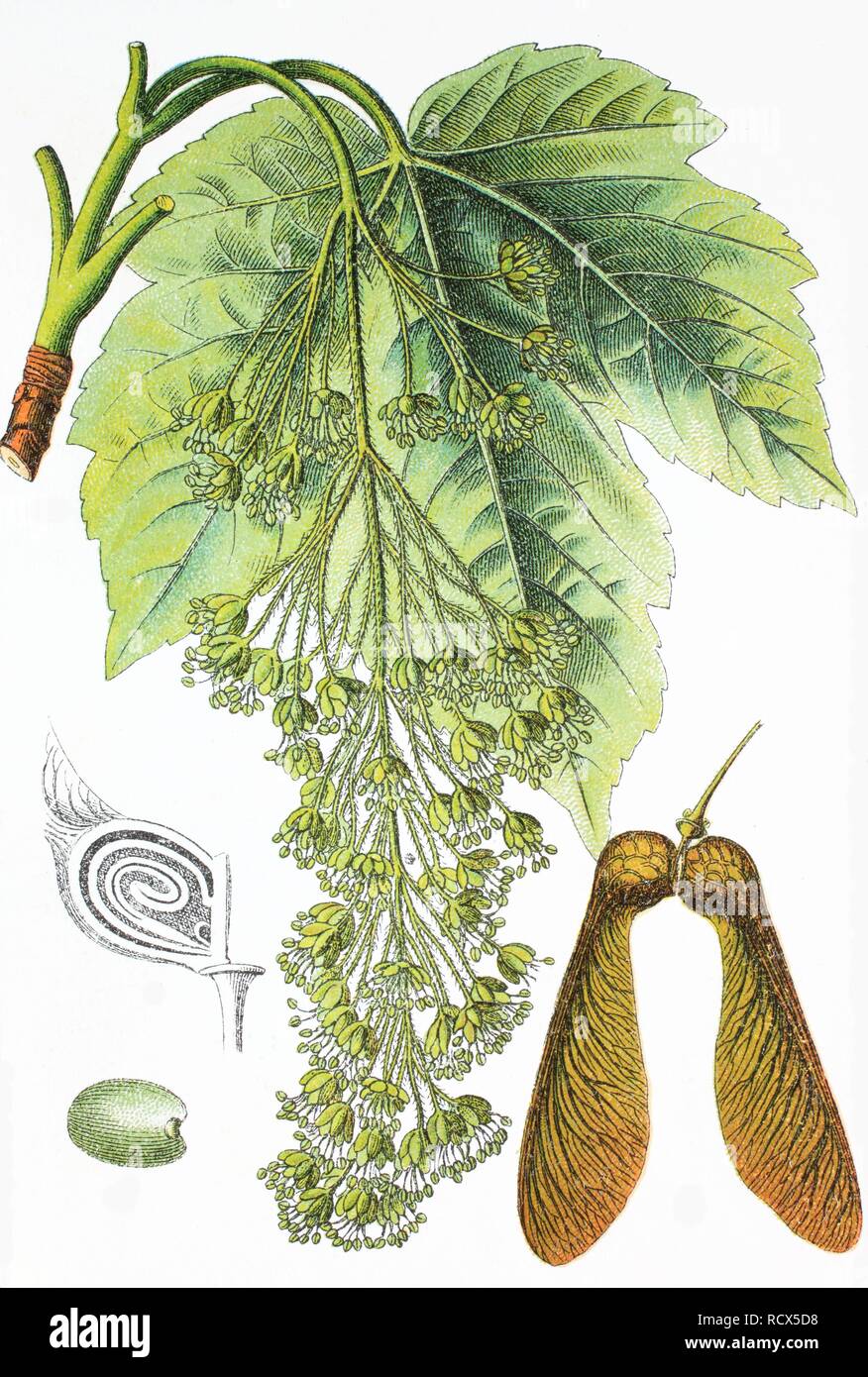 Sycamore maple (Acer pseudoplatanus), medicinal and useful plant ...