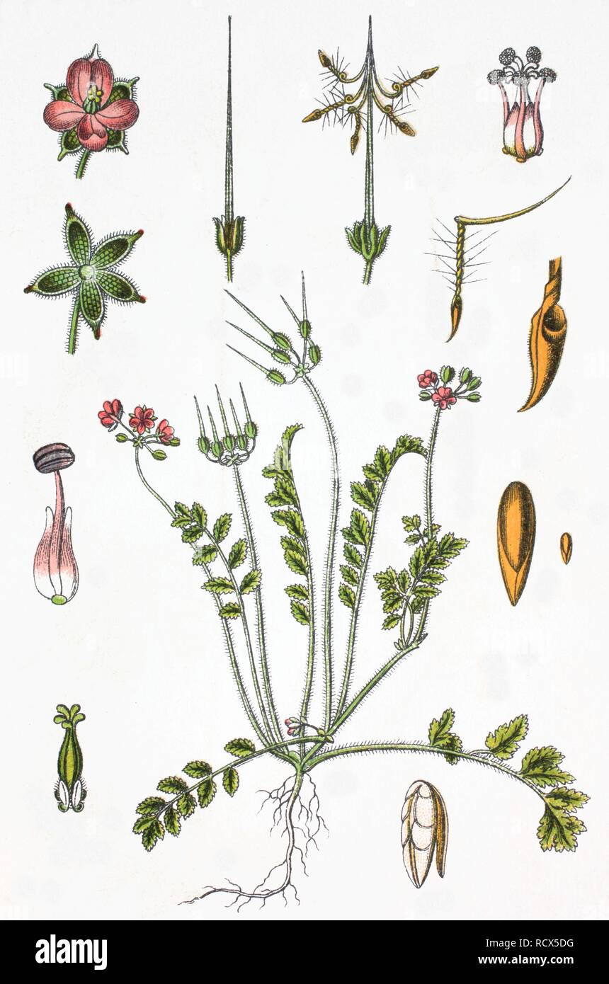 Musky herb hi-res stock photography and images - Alamy