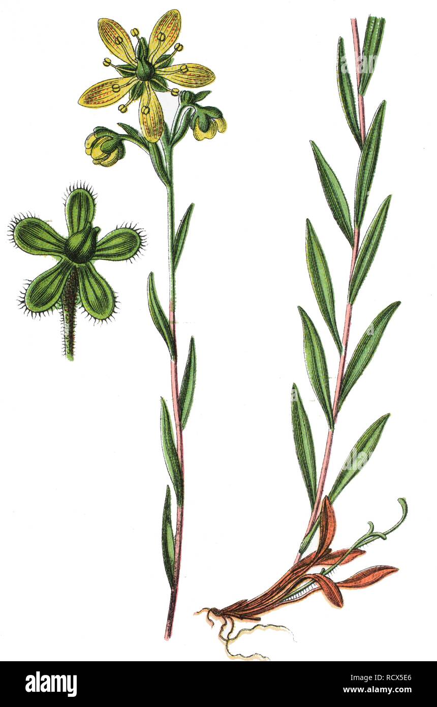 Saxifrages Cut Out Stock Images & Pictures - Alamy