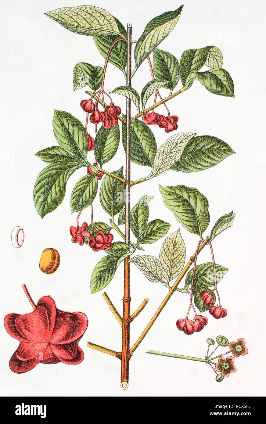 Spindle or spindle tree (Euonymus latifolius), medicinal and useful ...