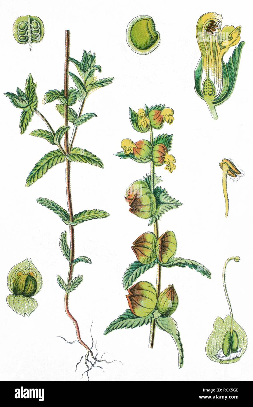 Yellow rattle or Cockscomb (Rhinanthus minor), medicinal plant, useful ...