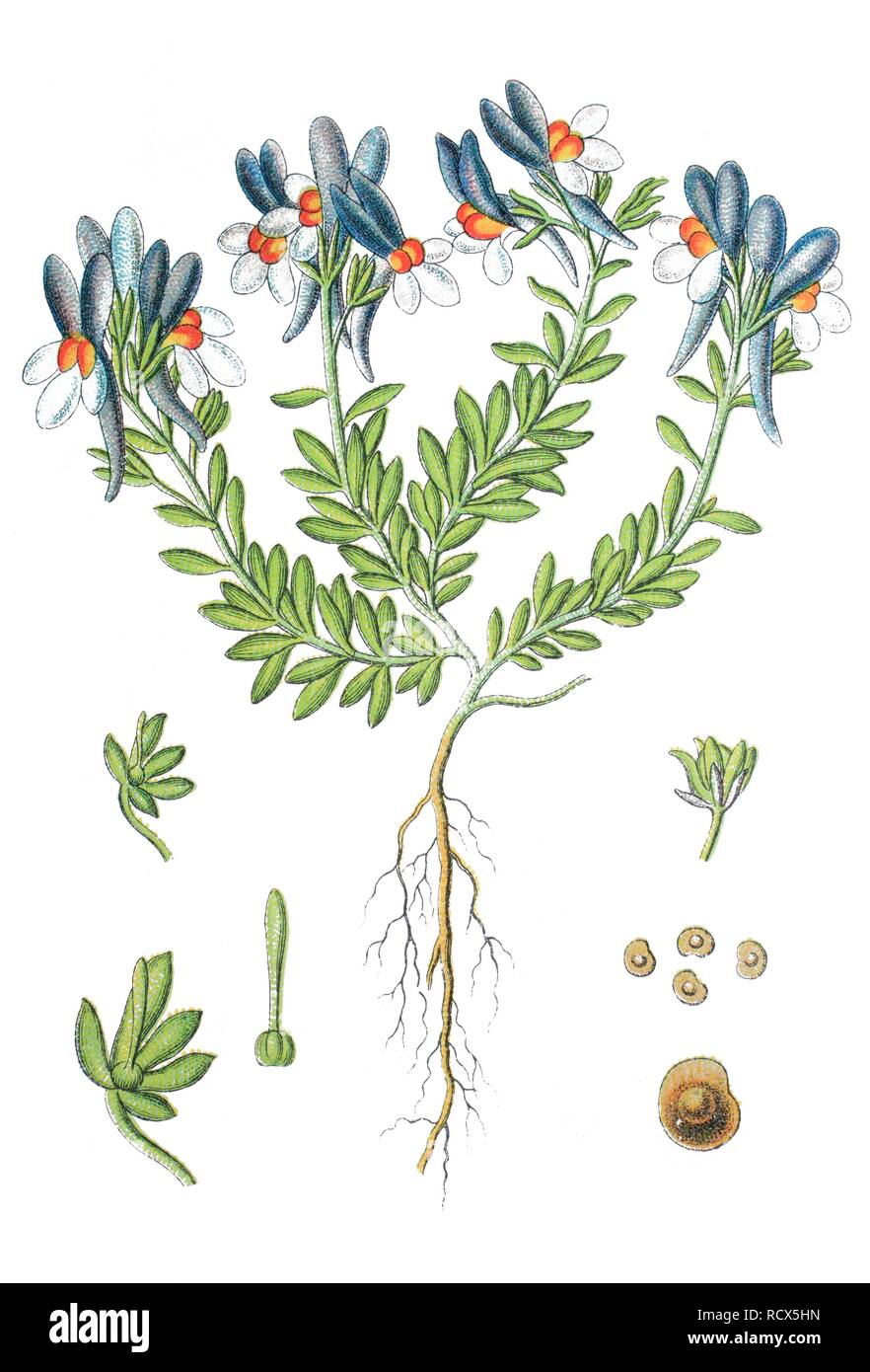 Linaria alpine Cut Out Stock Images & Pictures - Alamy