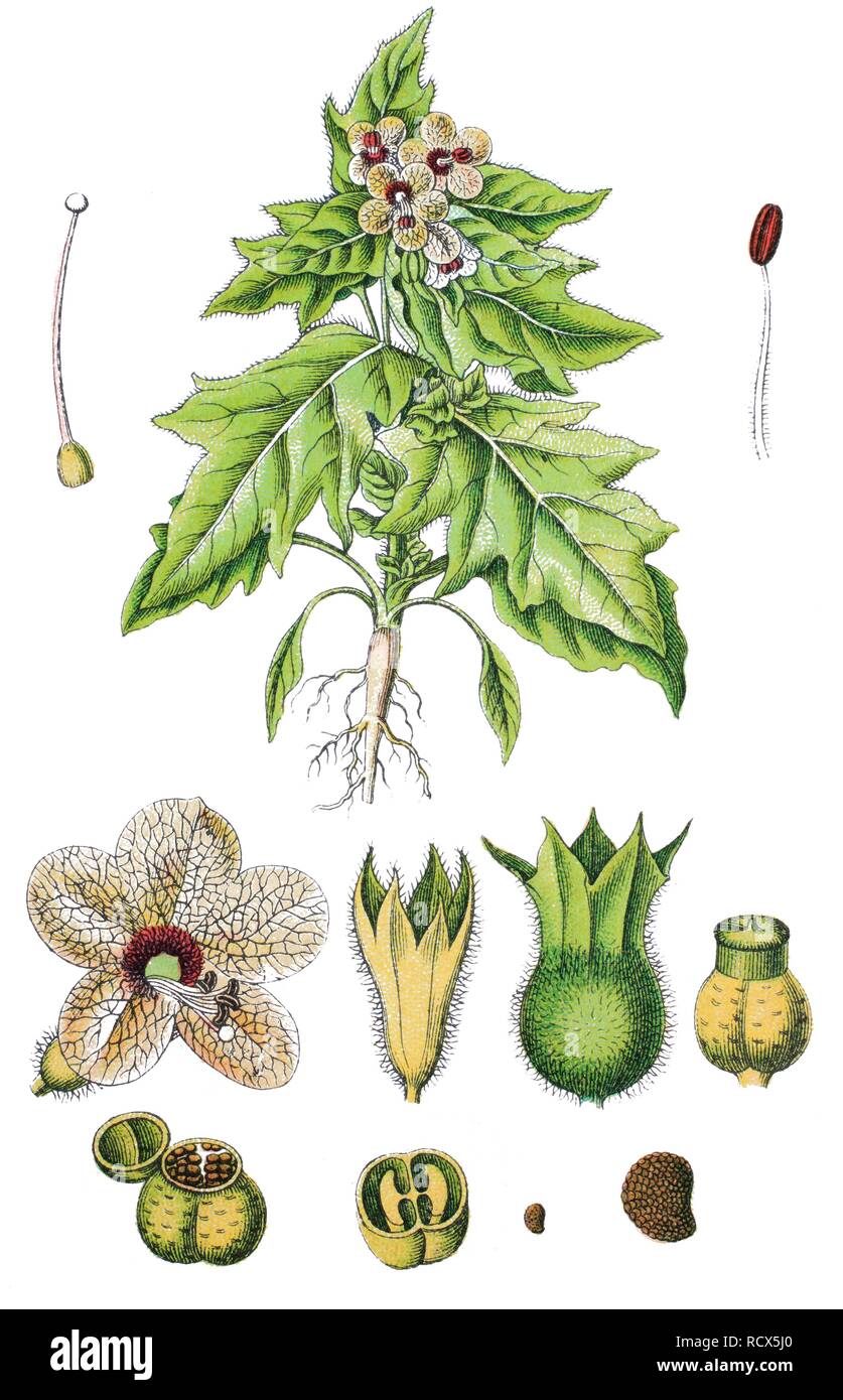 Stinking nightshade, or Black henbane (Hyoscyamus niger), medicinal ...