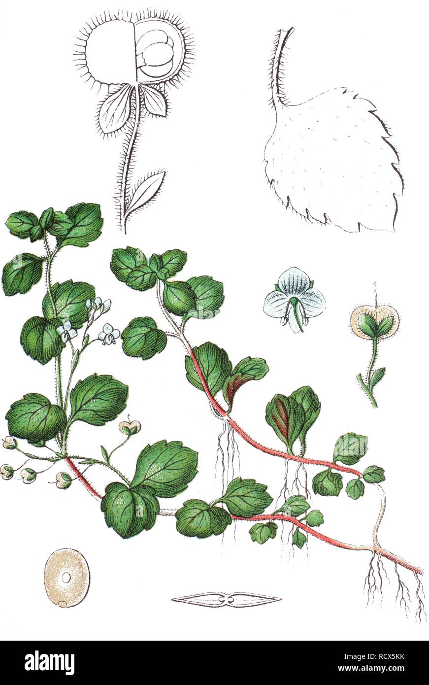 Wood speedwell (Veronica montana), medicinal plant, useful plant ...