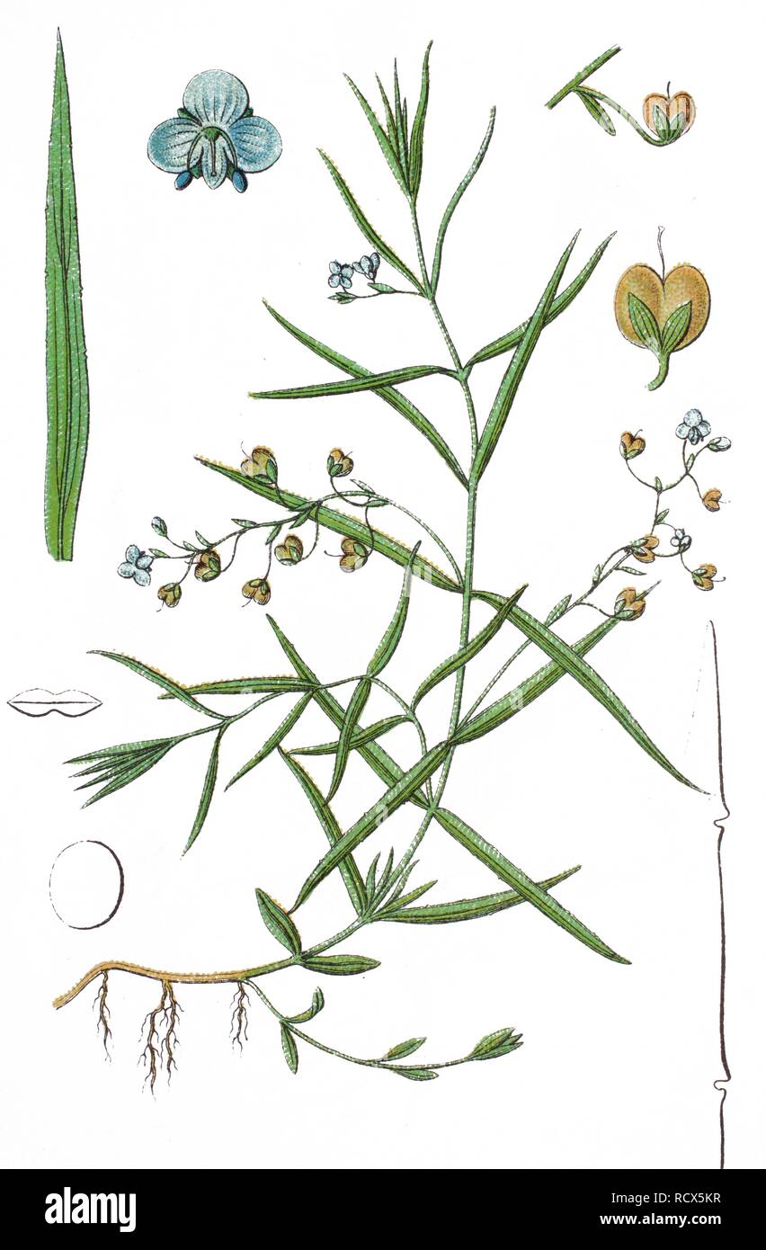 Marsh speedwell, Grassleaf speedwell, or Skullcap speedwell (Veronica ...