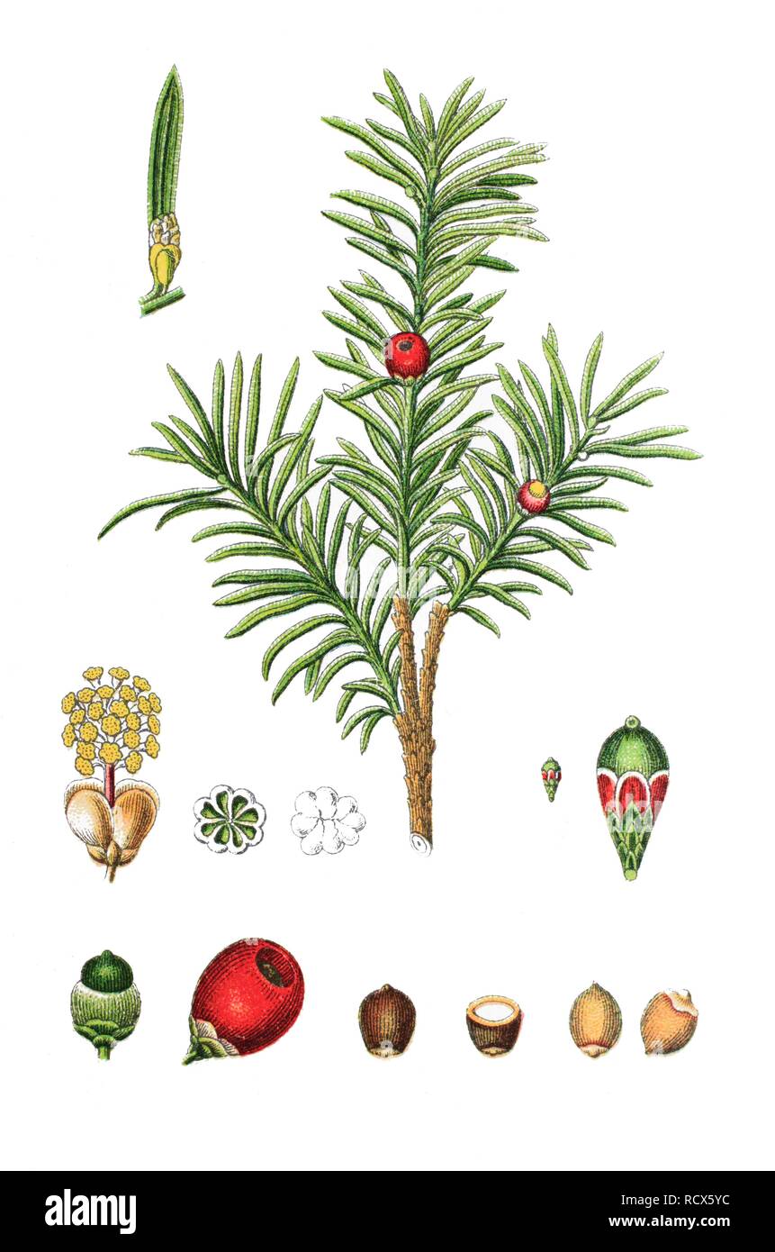 Common yew tree (Taxus baccata), medicinal plant, useful plant ...