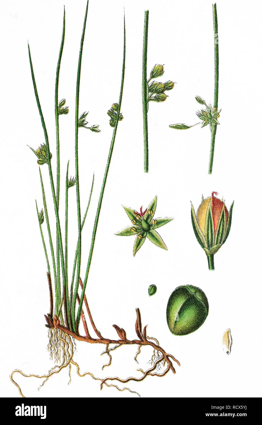 Thread rush (Juncus filiformis), medicinal plant, useful plant ...