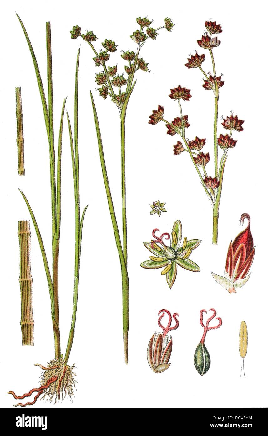 Jointleaf rush (Juncus articulatus), medicinal plant, useful plant ...