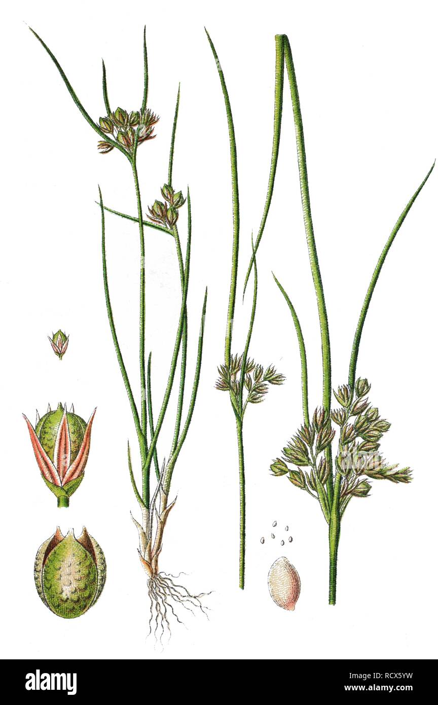 Wiregrass hi-res stock photography and images - Alamy