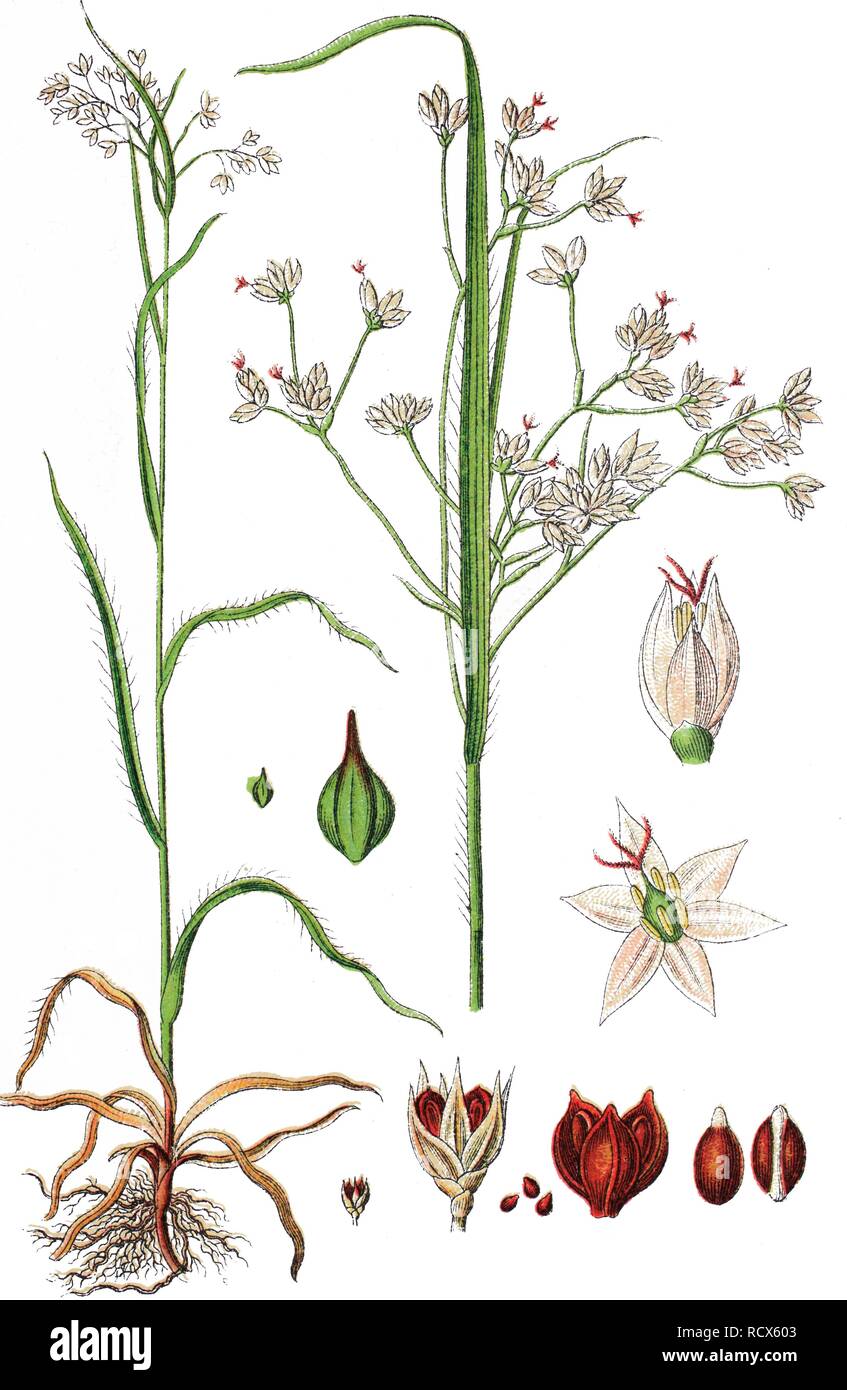 White Wood-rush (Luzula luzuloides, formerly Luzula albida), medicinal ...